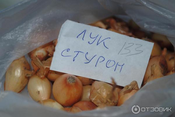 Отзыв о Лук-севок Голландская селекция "Sturon" | Очередной урожайный ...